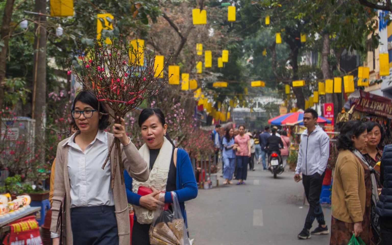 Types Of Tet Flowers & Plants Vietnamese People Often Use During The ...