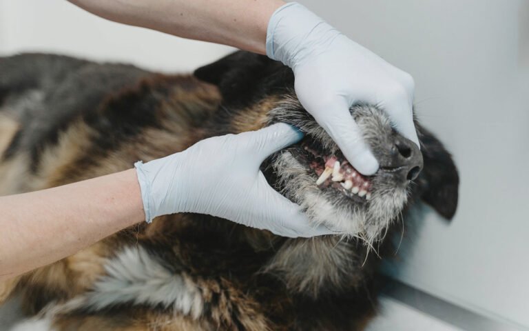 Tooth Abscess In Dogs: 2 Main Causes, Symptoms, Diagnosis, And Treatment