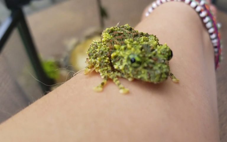 Everything About Vietnamese Mossy Frog - The #1 Masters Of Camouflage