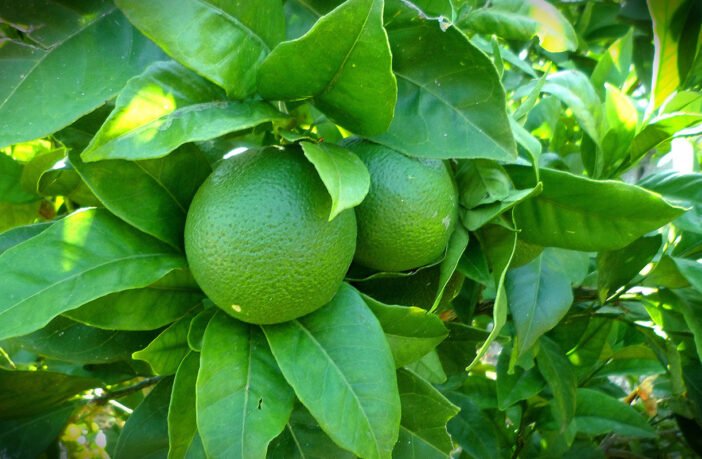 Catahoula Leopard Dog: Everything You Need To Know